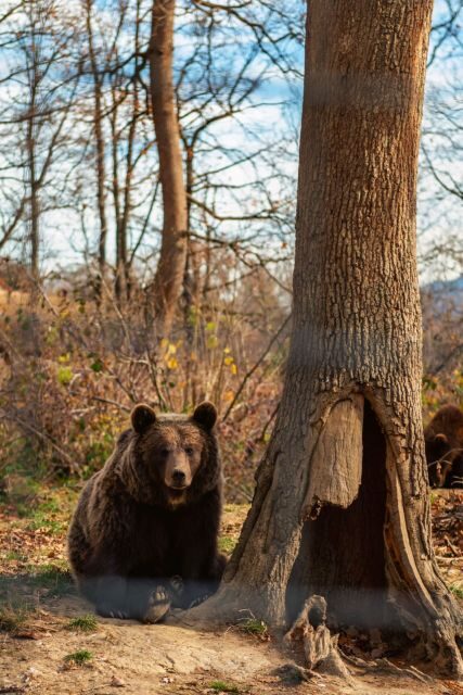 Legends&Wildlife Awaits: Dracula's Castle & Bear Sanctuary - Key Points