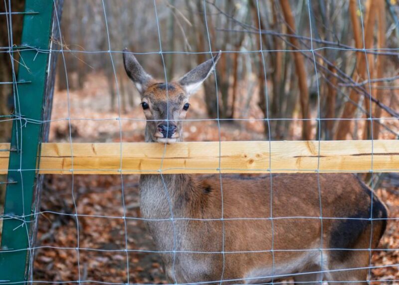 Legends&Wildlife Awaits: Dracula's Castle & Bear Sanctuary - Final Thoughts: Is This Tour Right for You?