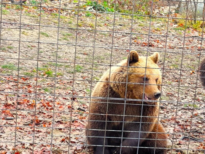 Legends&Wildlife Awaits: Dracula's Castle & Bear Sanctuary - FAQ