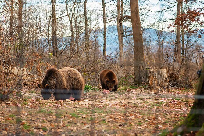 Legends&Wildlife Awaits: Dracula's Castle & Bear Sanctuary - FAQs
