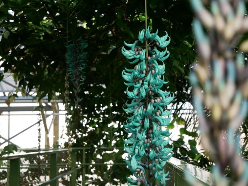 Leiden: Hortus Botanicus Entry Ticket - Key Points