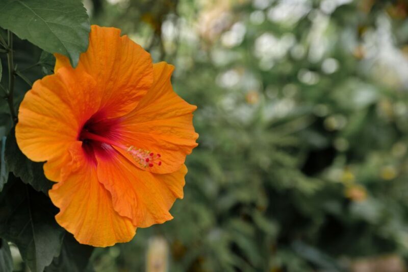 Leiden: Hortus Botanicus Entry Ticket - A Brief History and Setting