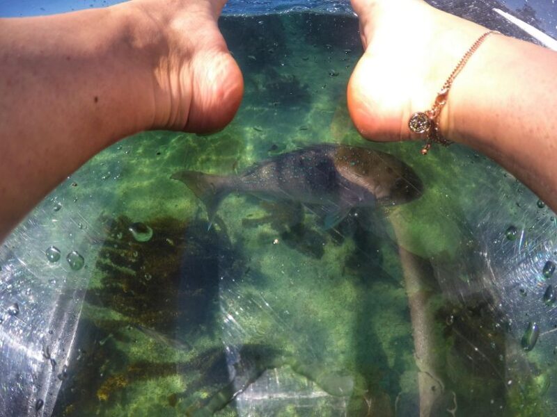 Leigh: Goat Island Clear Kayak Rental - The Value of the Experience