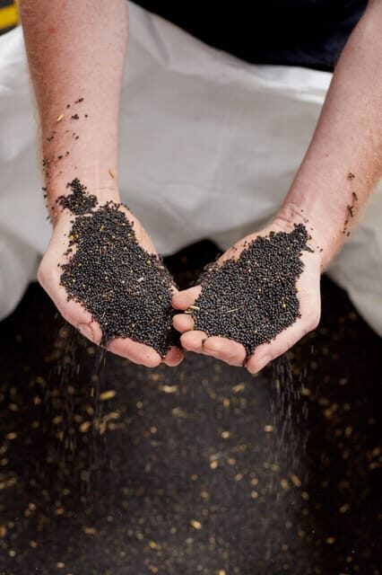 Leipzig oil mill: guided tour & tasting - The Bottom Line