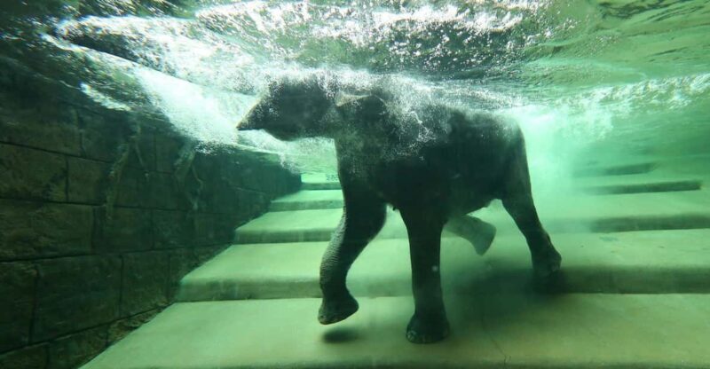 Leipzig Zoo: Entry Ticket - Introduction