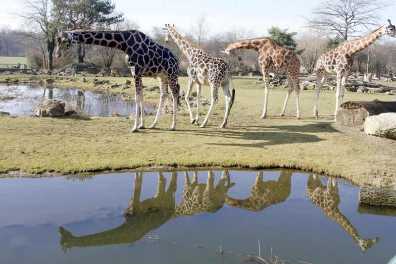 Leipzig Zoo: Entry Ticket - Practical Insights for Visitors