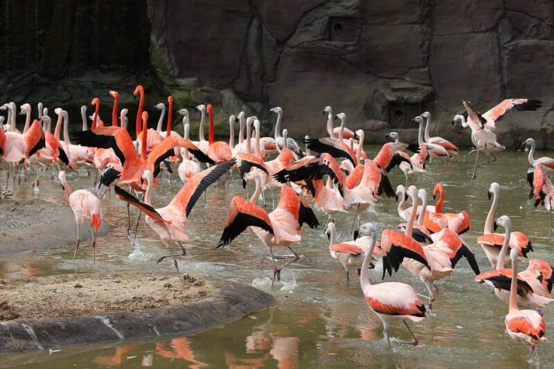Leipzig Zoo: Entry Ticket - FAQs
