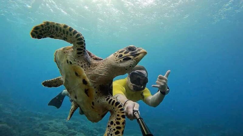 Lembongan: Manta Bay, Turtle Bay, & Gamat Bay Snorkeling - The Experience: What You Can Expect