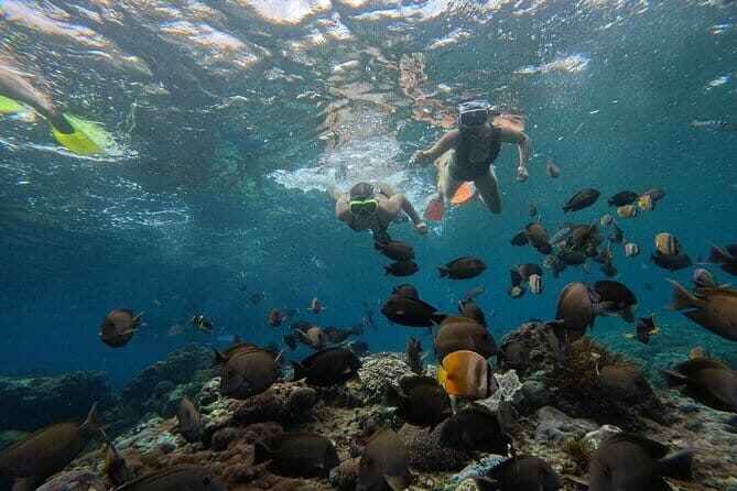 Lembongan Snorkeling at Manta Point Crystal Bay and Mangrove - Key Points