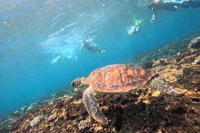 Lembongan Snorkeling Day Trip - The Value and Price