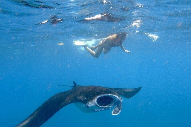 Lembongan Snorkeling Swim With Manta Rays and Island Tour - An In-Depth Look at the Nusa Lembongan Snorkeling and Island Tour