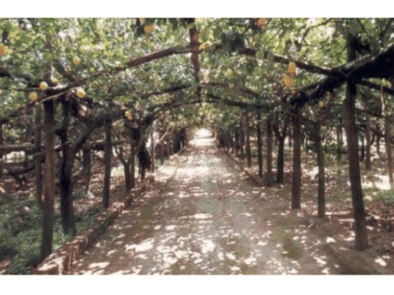 Lemon Experience with Limoncello demonstration - Key Points