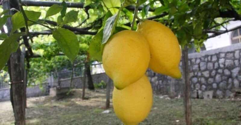 Lemon Experience with Limoncello demonstration - A Closer Look at the Lemon Experience Tour