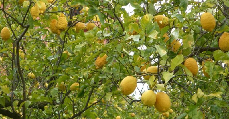 Lemon Nursery & Limoncello: Sorrento E-Bike Tour - The Itinerary: What to Expect