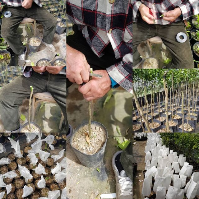 Lemon Nursery & Limoncello: Sorrento E-Bike Tour - Why This Tour Offers Great Value