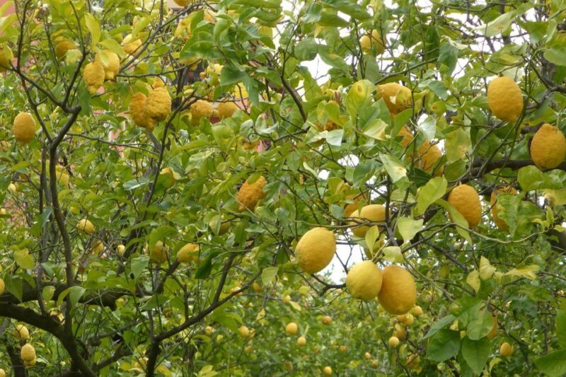 Lemon Nursery & Limoncello: Sorrento E-Bike Tour - Final Thoughts: Who Should Consider This Tour?