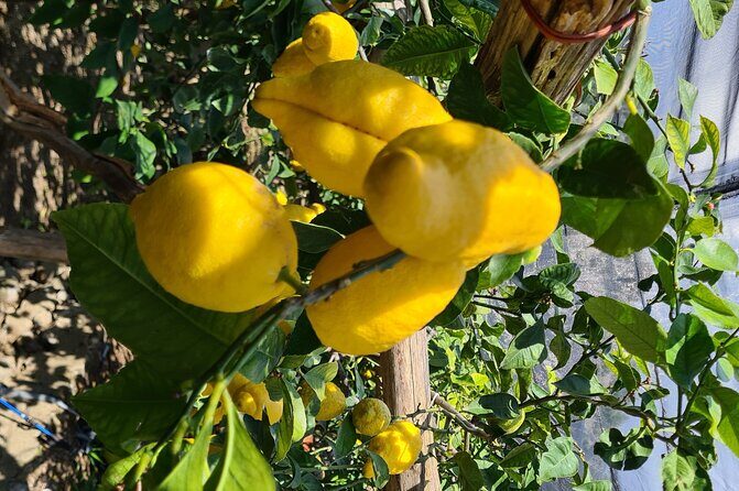 Lemon path hike - Amalfi coast - Key Points