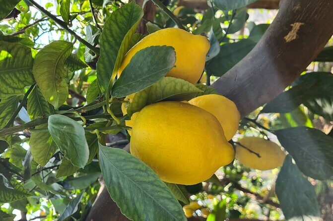 Lemon path hike - Amalfi coast - An Authentic Walk with Spectacular Views