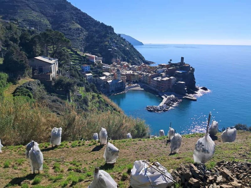 Lemon tour with limoncino tasting in Vernazza (Cinque Terre) - Exploring the Lemon Tour with Limoncino Tasting in Vernazza (Cinque Terre)
