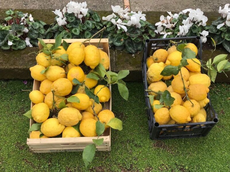 Lemon Tour with Lunch/Dinner - Key Points
