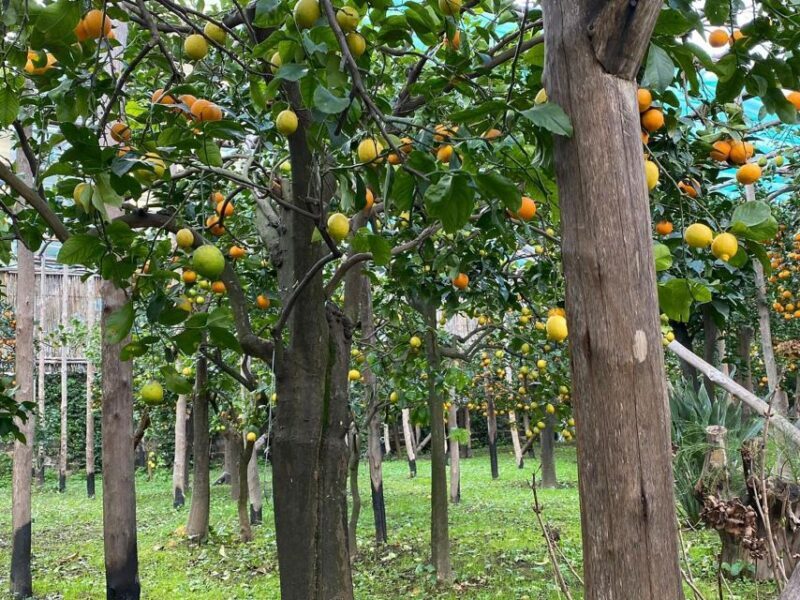 Lemon Tour with Lunch/Dinner - An In-Depth Look at the Lemon Tour Experience