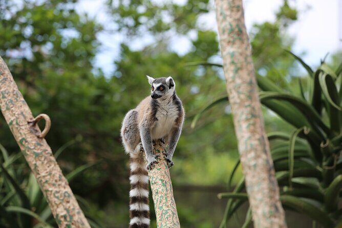Lemur Experience at Melbourne Zoo - excl. entry - What to Expect at the Lemur Experience