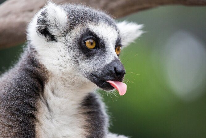 Lemur Experience at Melbourne Zoo - excl. entry - Practical Tips for Visiting the Lemur Experience