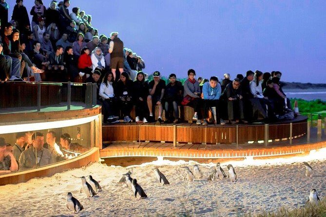 Lemur Experience at Melbourne Zoo - excl. entry - Authentic Voices and Reviews