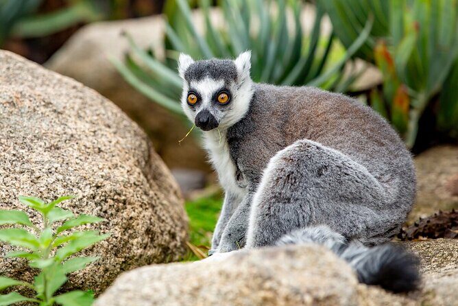 Lemur Experience at Melbourne Zoo - excl. entry - Final Thoughts