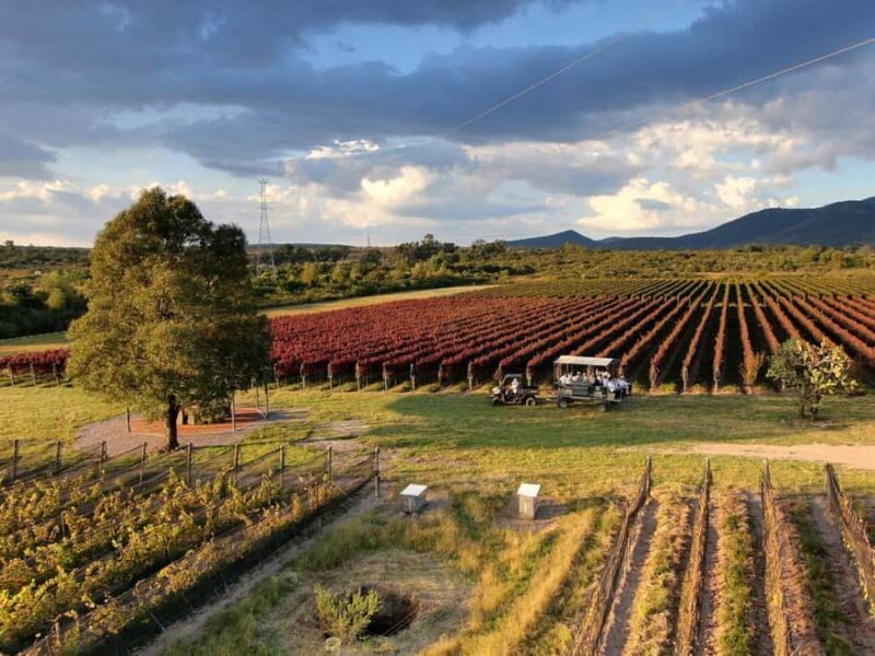 Leon: Tierra de Luz Vineyard Tour with Wine Tasting - An In-Depth Look at the Tour Experience