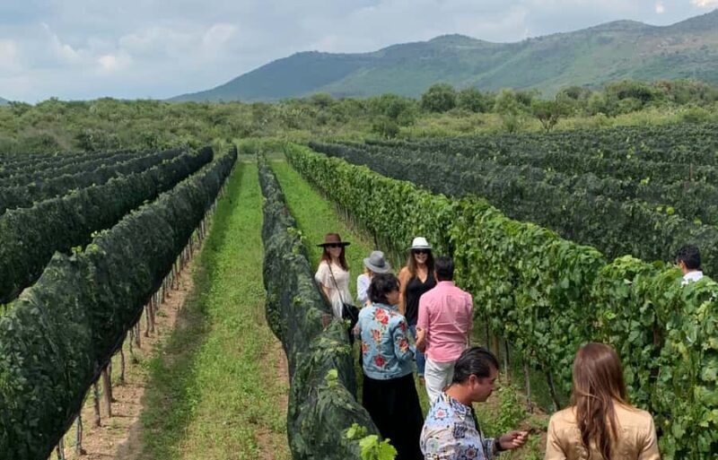 Leon: Tierra de Luz Vineyard Tour with Wine Tasting - Who Should Consider This Tour?