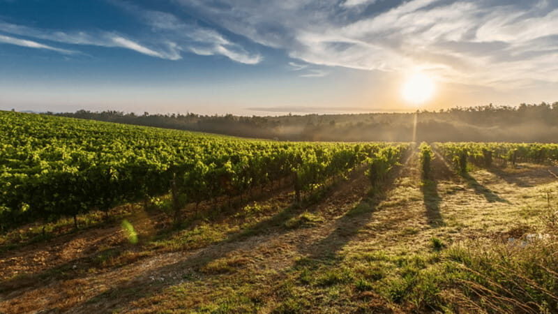 Leon: Viñedo Tierra de Luz Tour with Wine Tasting - Key Points