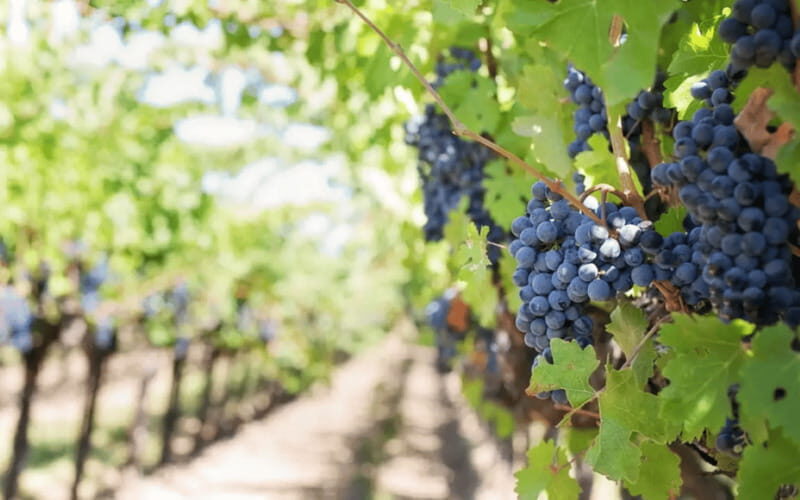 Leon: Viñedo Tierra de Luz Tour with Wine Tasting - How the Tour Works