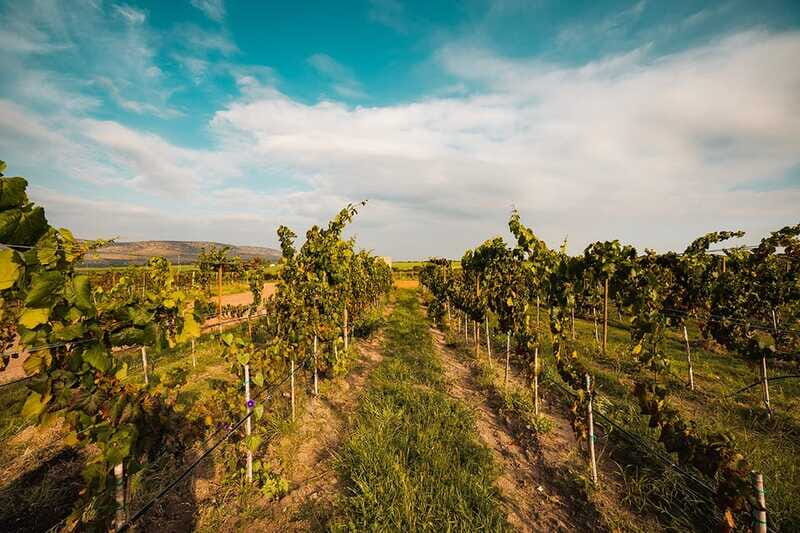 León: Wine Tasting & Vineyard Tour at Viñedo Jalpense - Key Points