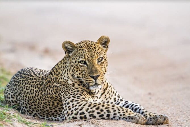 Leopard Half Day Yala National Park Eleven Safari - A Detailed Look at the Yala Safari Experience