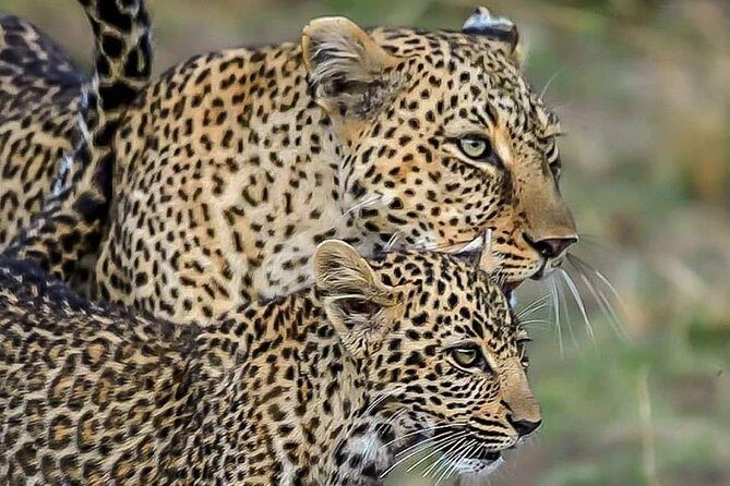 Leopard Safari in 4x4 Vehicle in Jhalana Park Including Transfers - Key Points