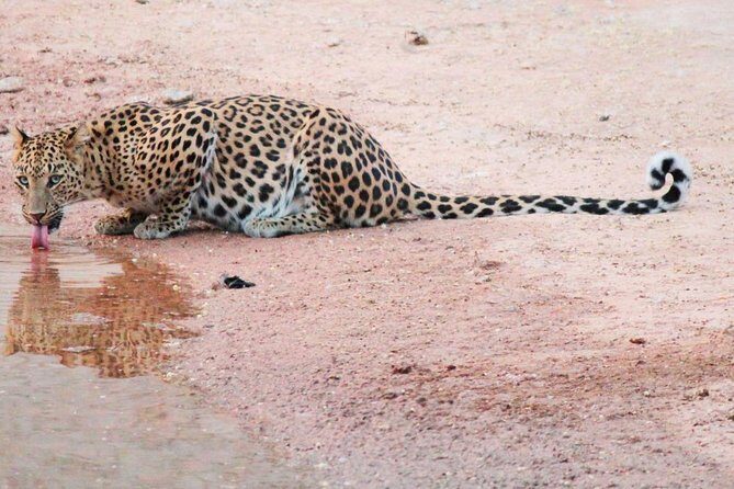 Leopard Safari in 4x4 Vehicle in Jhalana Park Including Transfers - An In-Depth Look at the Jhalana Safari Experience