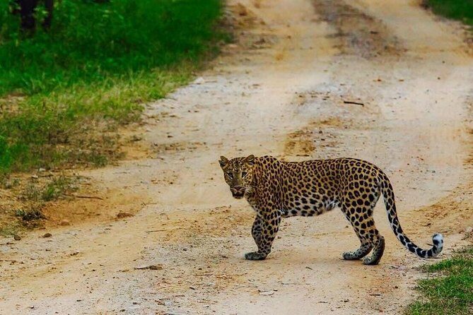 Leopard Safari in 4x4 Vehicle in Jhalana Park Including Transfers - Final Thoughts