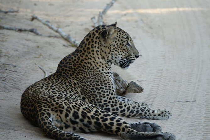 Leopard Safari in 4x4 Vehicle in Jhalana Park Including Transfers - FAQs