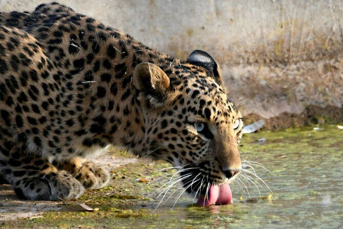 Leopard Wildlife Safari at Amagarh Park Including Transfers - Key Points