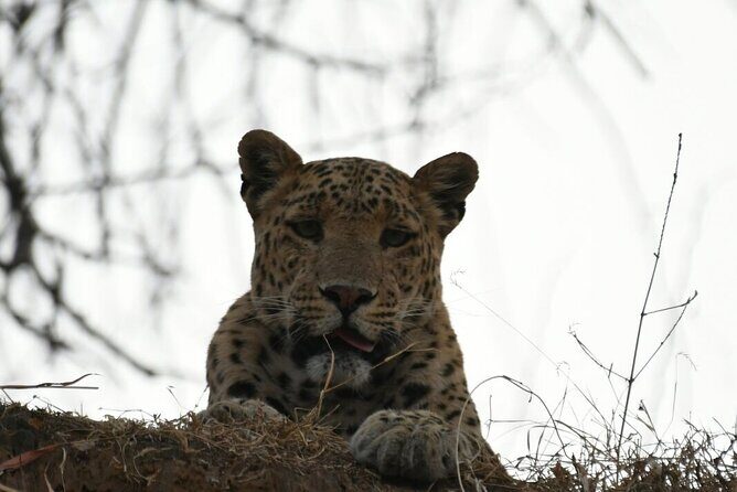 Leopard Wildlife Safari at Amagarh Park Including Transfers - Introduction: Who This Tour Is For