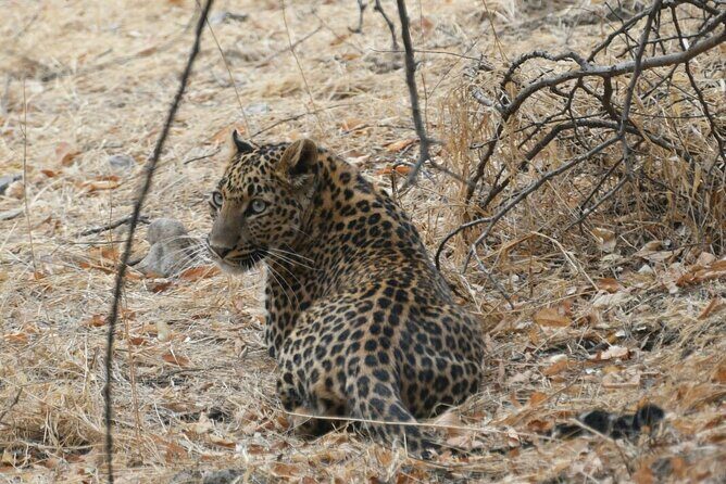 Leopard Wildlife Safari at Amagarh Park Including Transfers - Wildlife Safari at Amagarh Park: An Unexpected Bonus