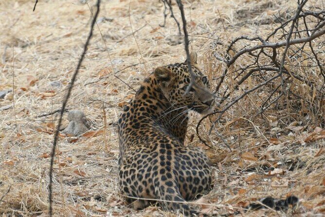 Leopard Wildlife Safari at Amagarh Park Including Transfers - Cost Analysis and Practical Tips