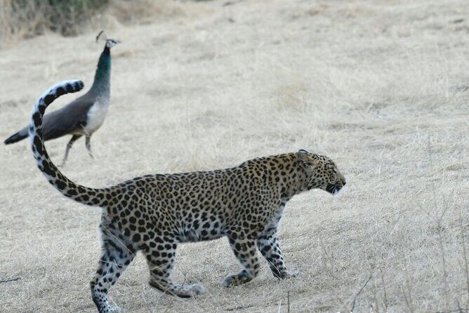 Leopard Wildlife Safari at Amagarh Park Including Transfers - Real Traveler Insights