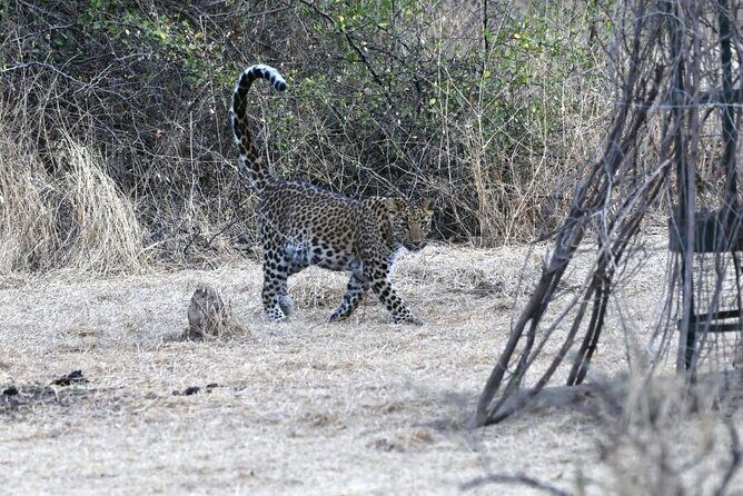 Leopard Wildlife Safari at Amagarh Park Including Transfers - Who Will Love This Tour
