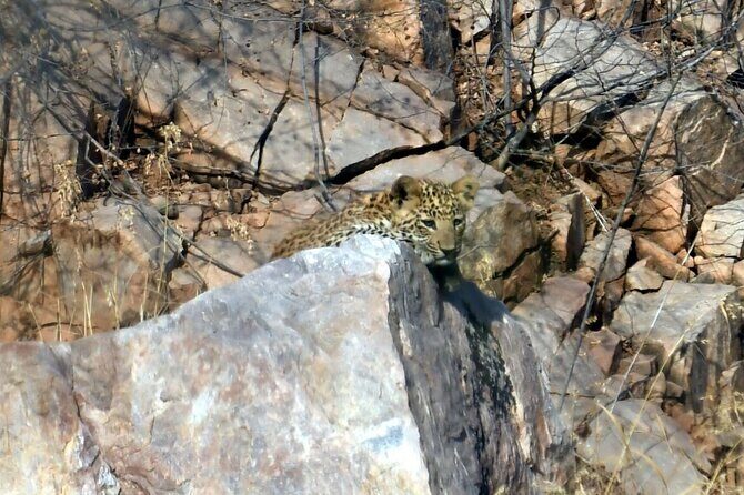 Leopard Wildlife Safari at Amagarh Park Including Transfers - Final Thoughts: Is This Tour Right For You?