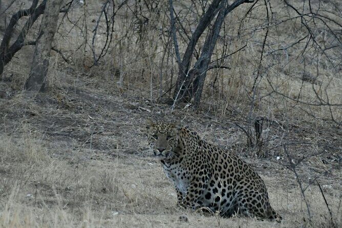 Leopard Wildlife Safari at Amagarh Park Including Transfers - FAQs