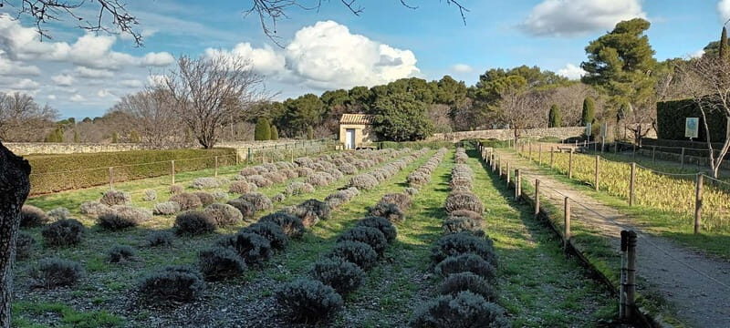 Les Baux De Provence and St-Rémy De Provence by electric bike - Who Should Consider This Tour?