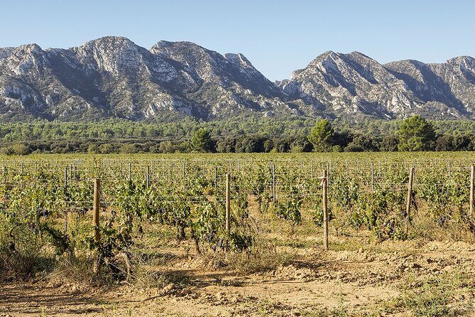 Les Baux de Provence : Wine day Tour : 7 hours - An In-Depth Look at What You’ll Experience