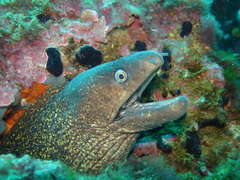 L'Escala: Introductory diving in the Montgri Nature Reserve - An Honest Look at the Experience